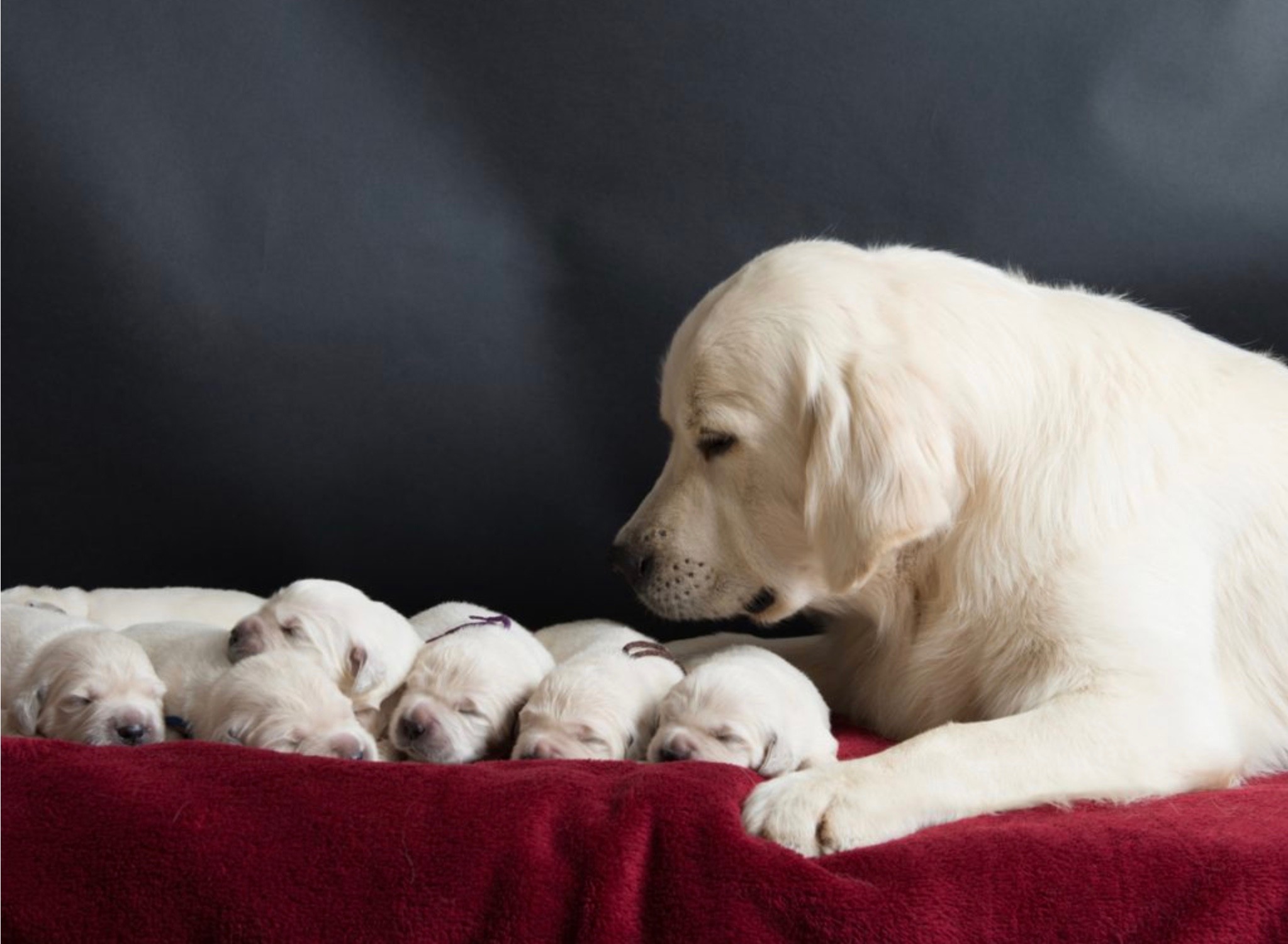 Star Ashton - Imagine Goldens